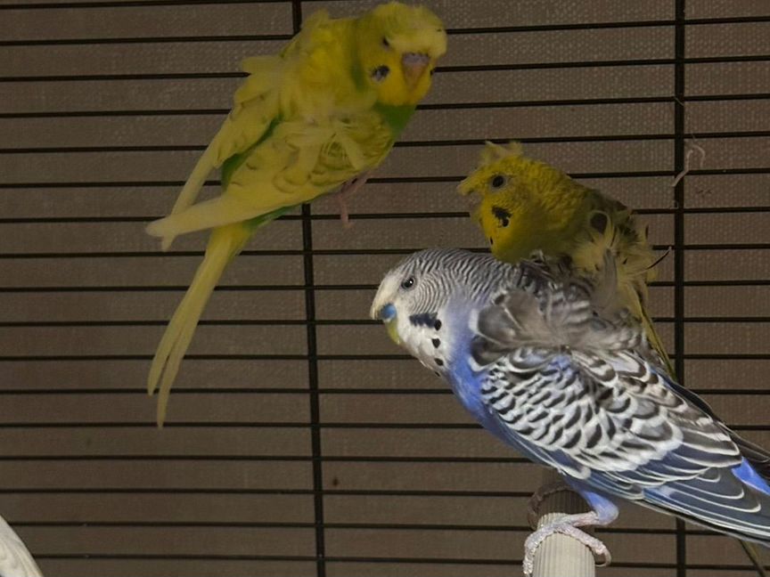 Попугай хагорома