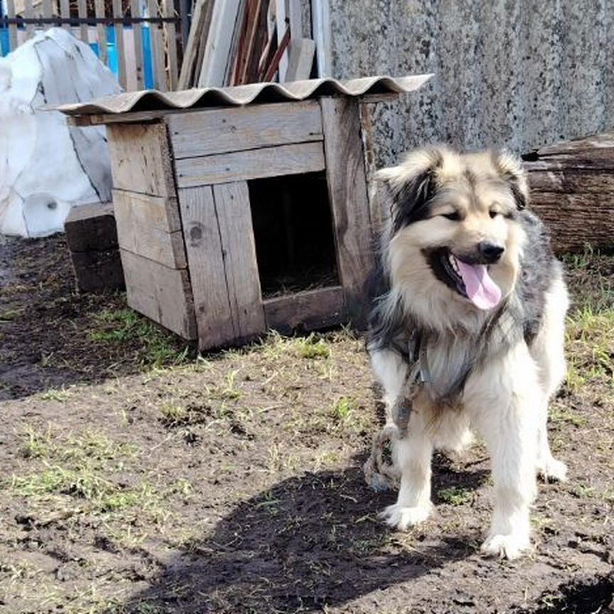 Взрослый пёс в добрые руки