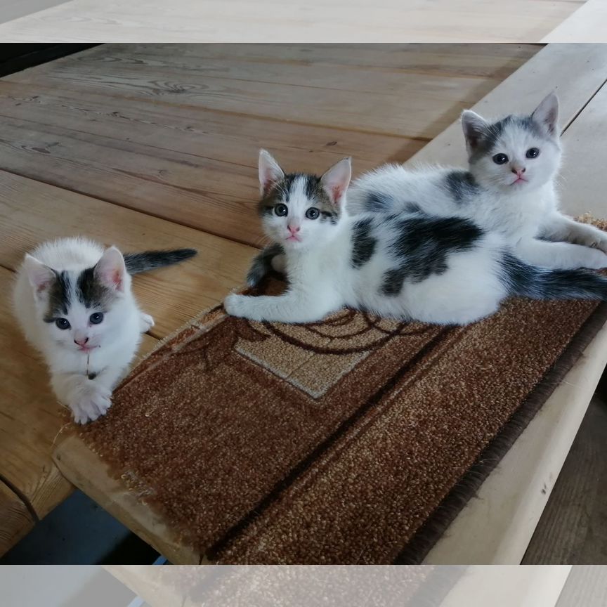 Котята подарю