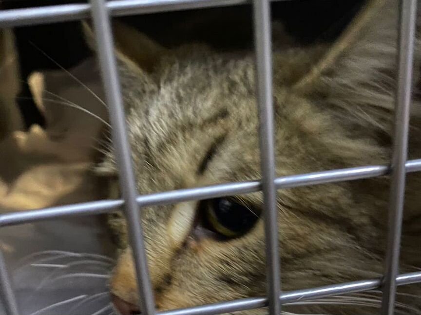 Кошки реновации нужен дом бездомные кошкив дар