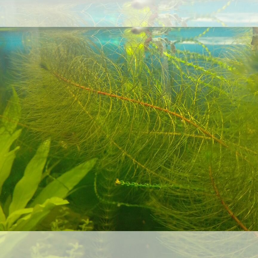 Аквариумное растение