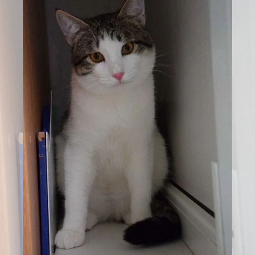 Взрослый кот в добрые руки