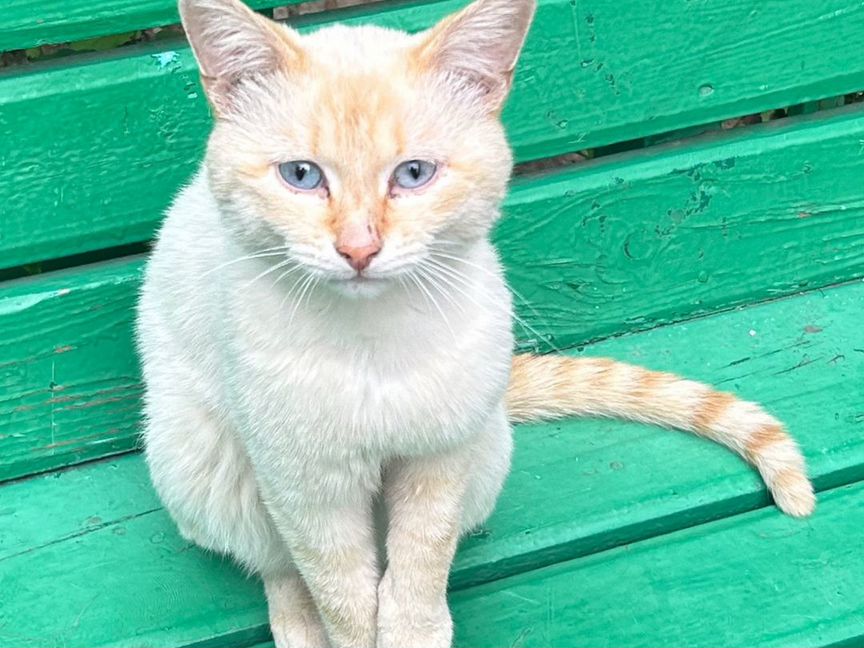 Котик