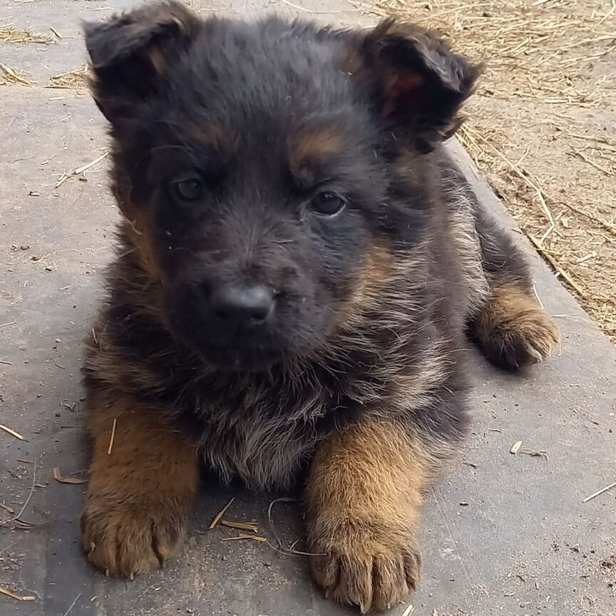 Немецкая овчарка, щенок