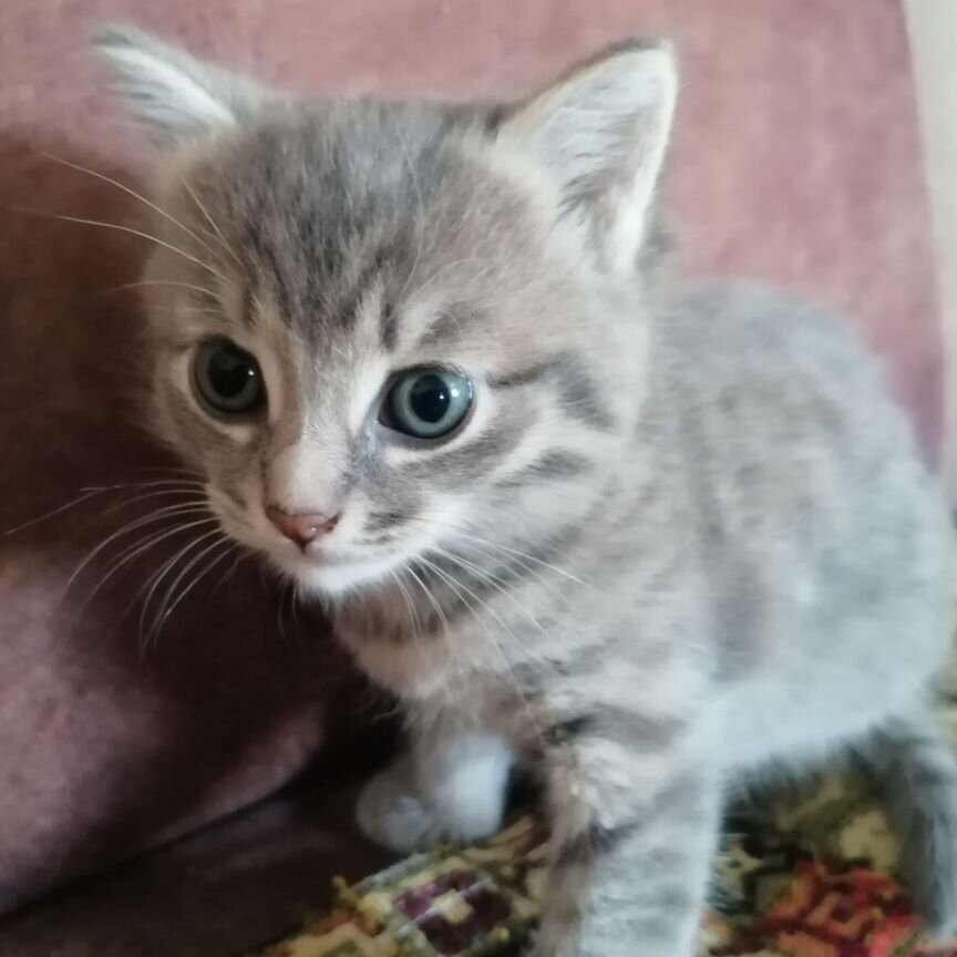 Сибирский котёнок