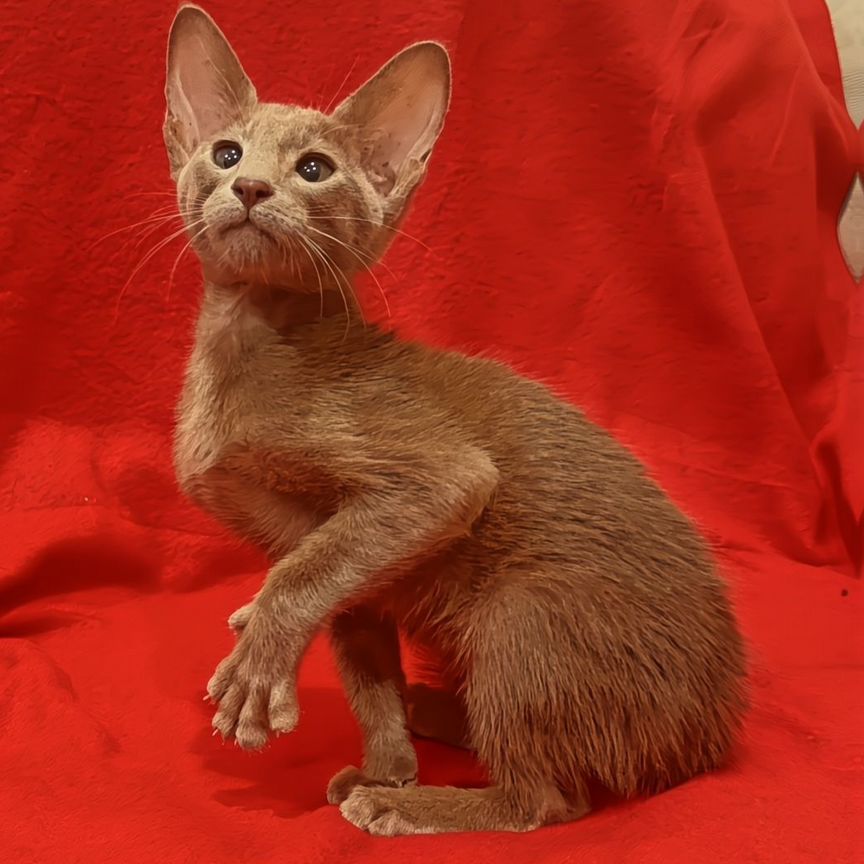 Ориентальный котёнок