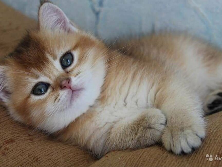 Золотые британские котята