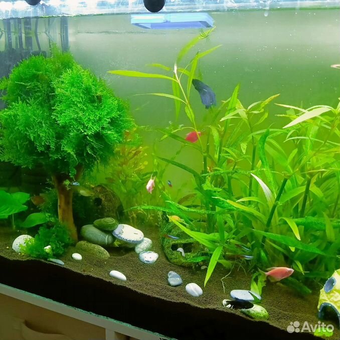 Мох еванский. Украшение для аквариума