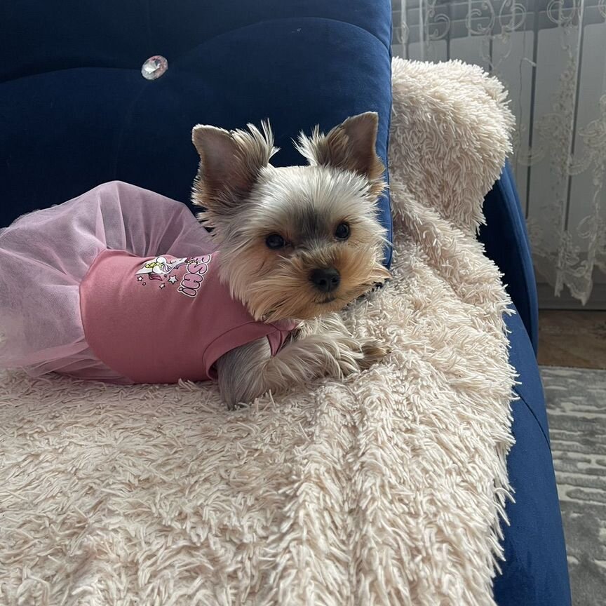 Йоркширский терьер