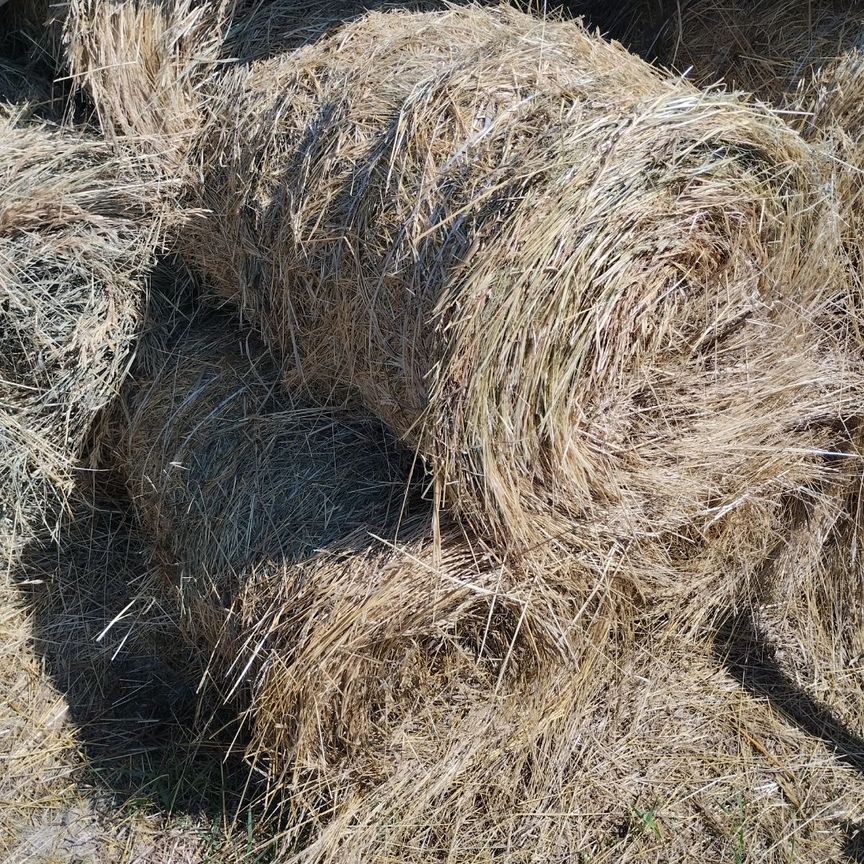 Продам сено в рулонах