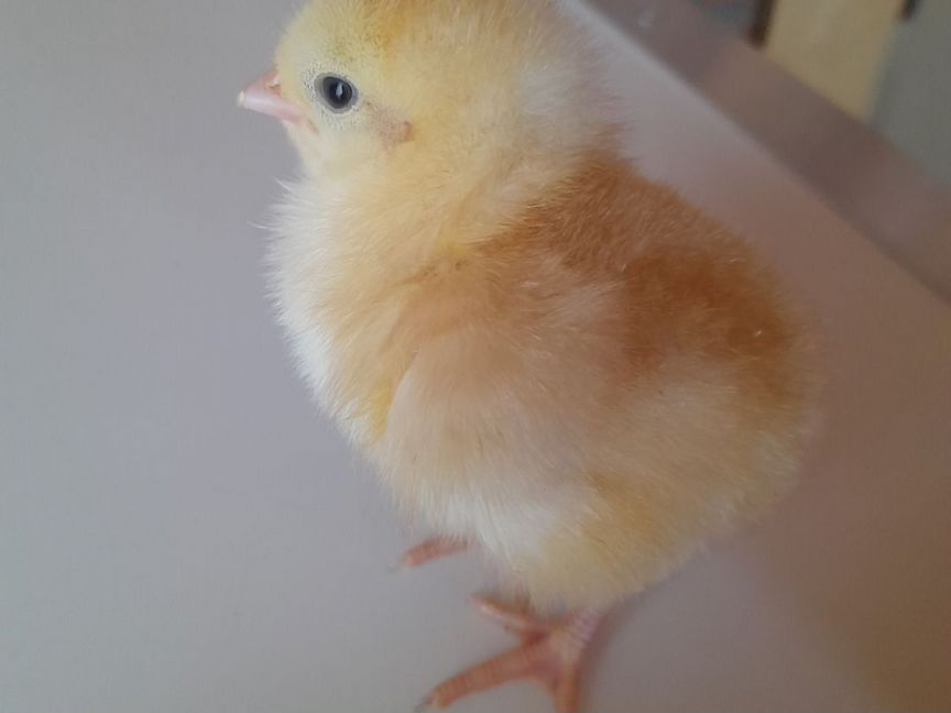 Бройлерные цыплята Редбро