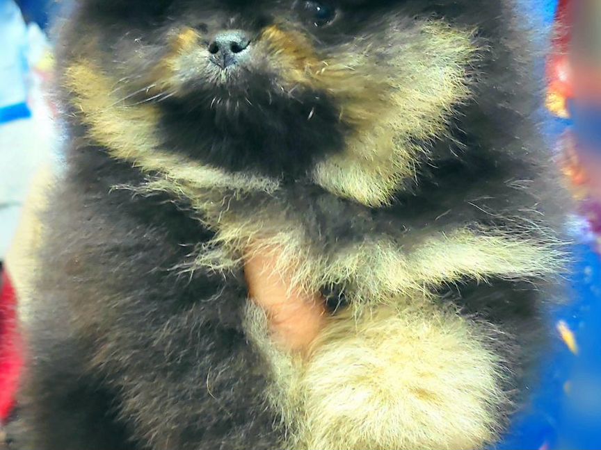 Померанский шпиц