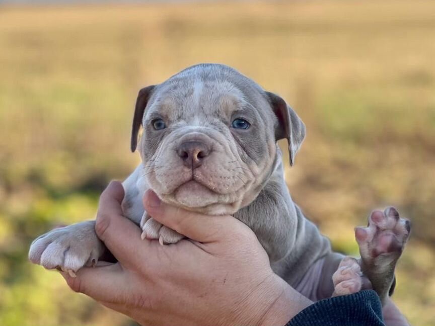 Лиловый мерль мальчик