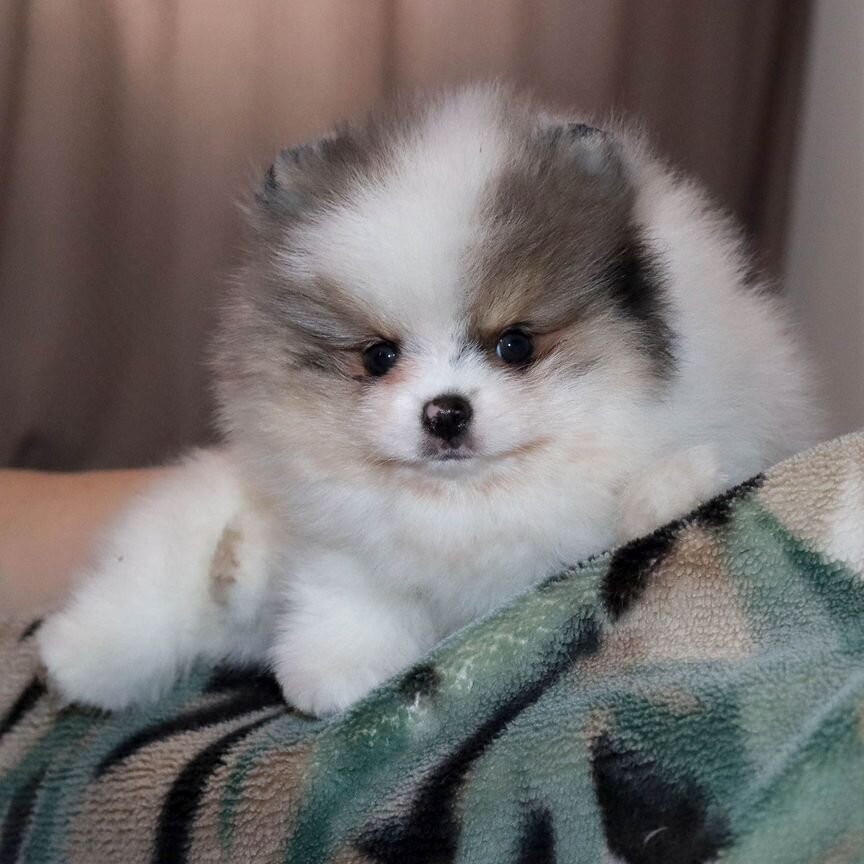 Померанский шпиц, щенок