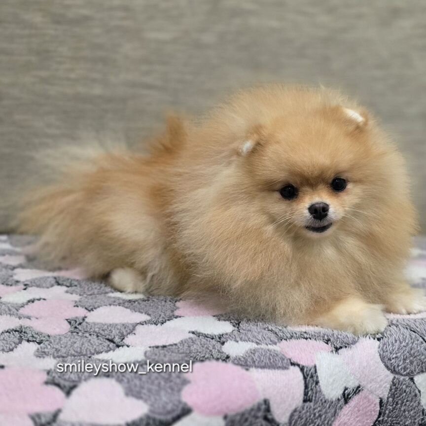 Померанский шпиц, взрослая собака