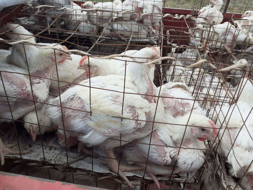 Куры, гуси и утки