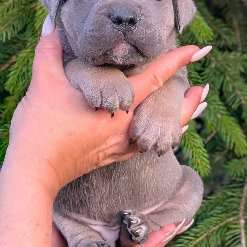 Голубые щенки Кане Корсо