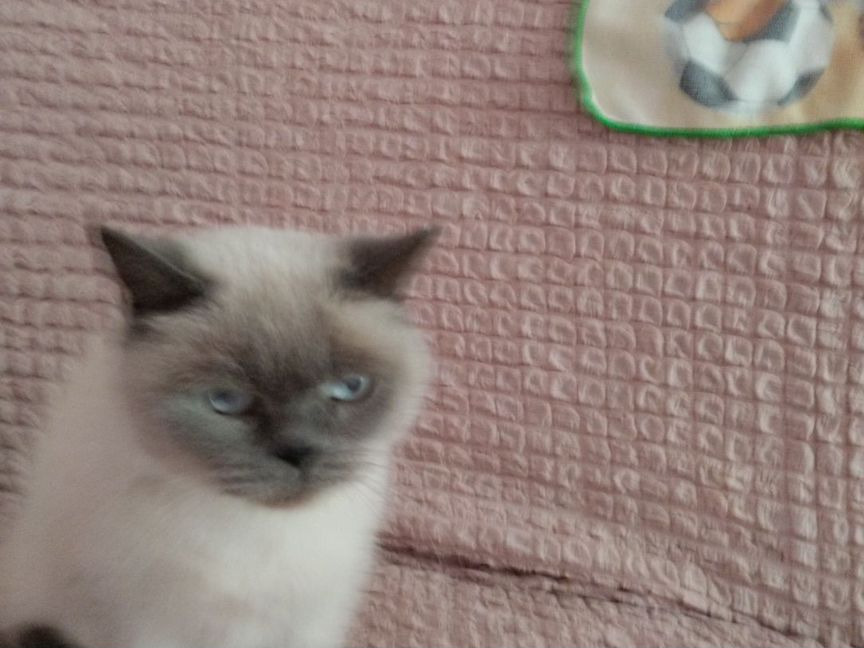 Кошка