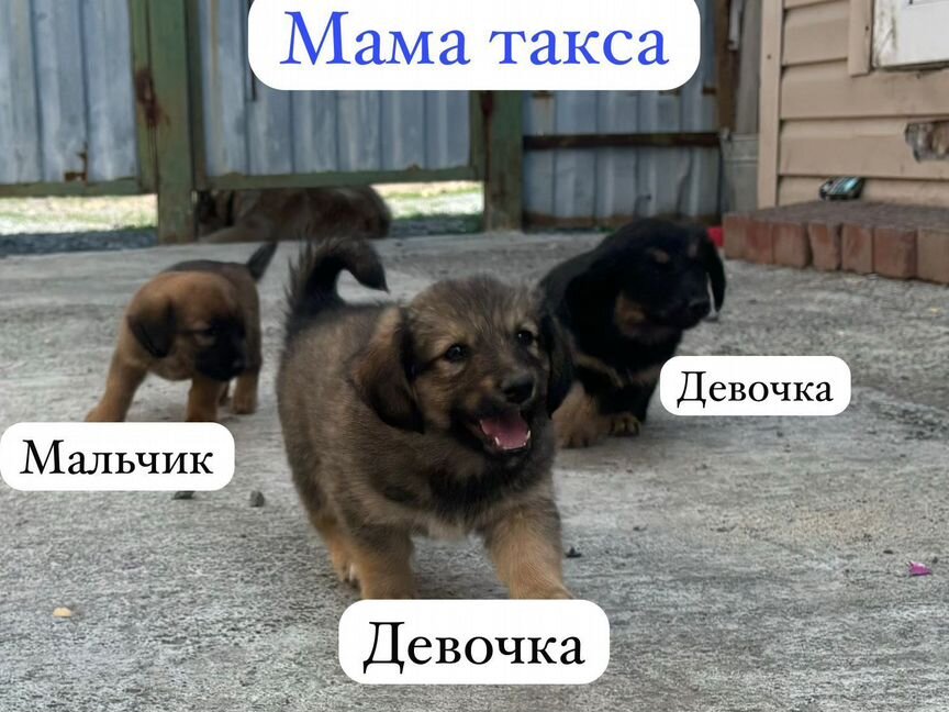 Собака в добрые руки