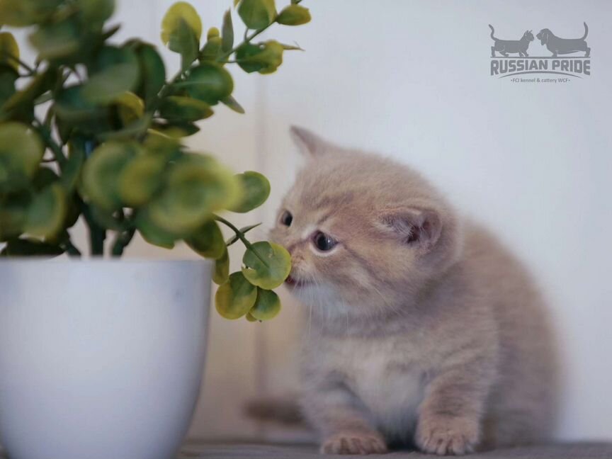 Котенок манчкин