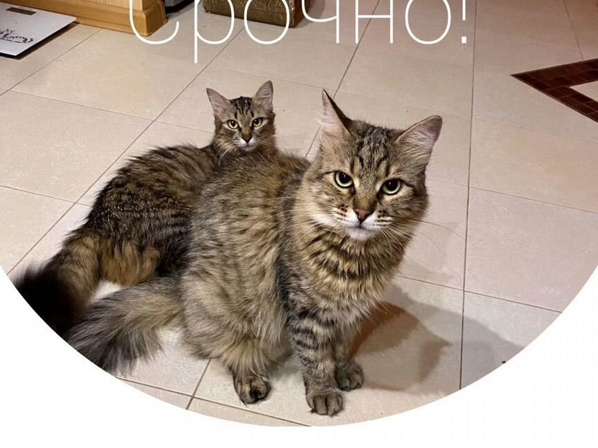Котята в добрые руки