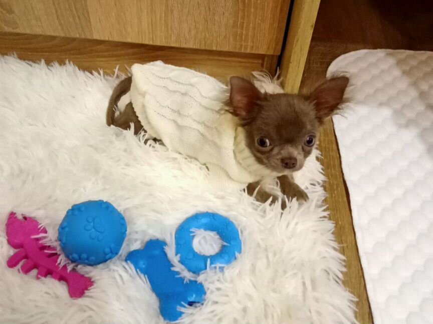 Мальчик чихуахуа микро