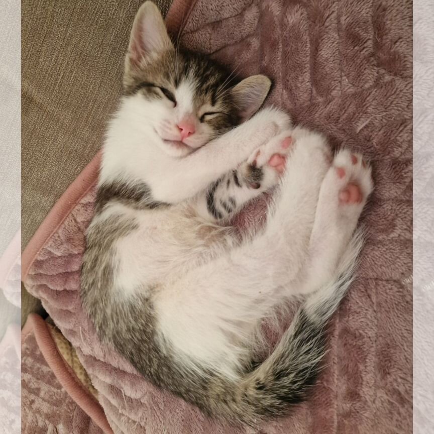 Котёнок в добрые руки