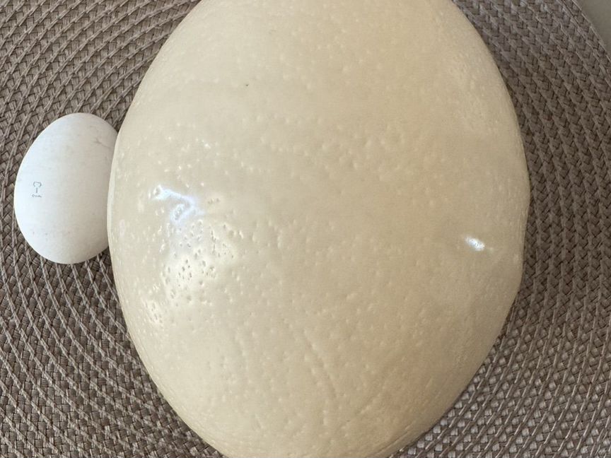 Страусиное яйцо