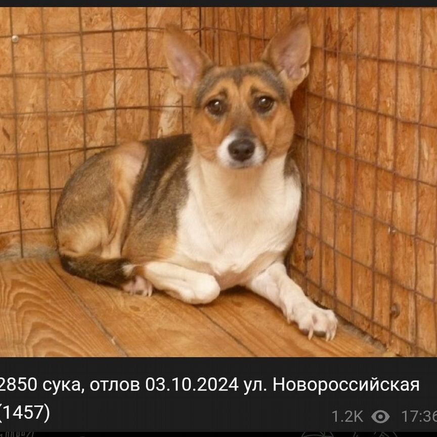 Смешная небольшая собачка номер 2850