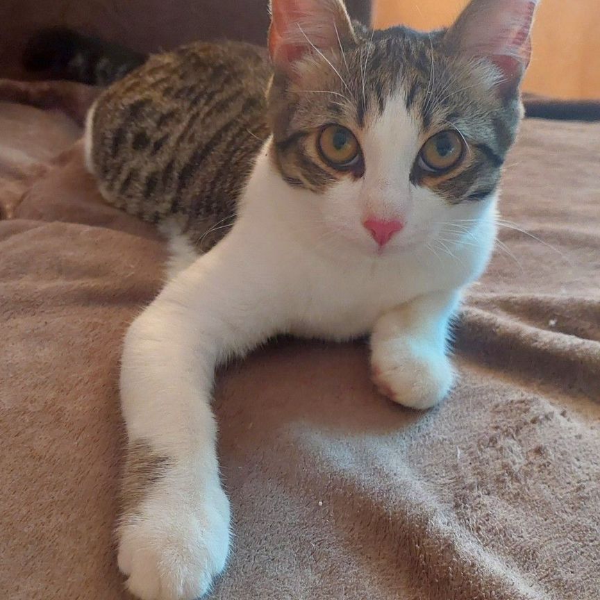 Котёнок в добрые руки