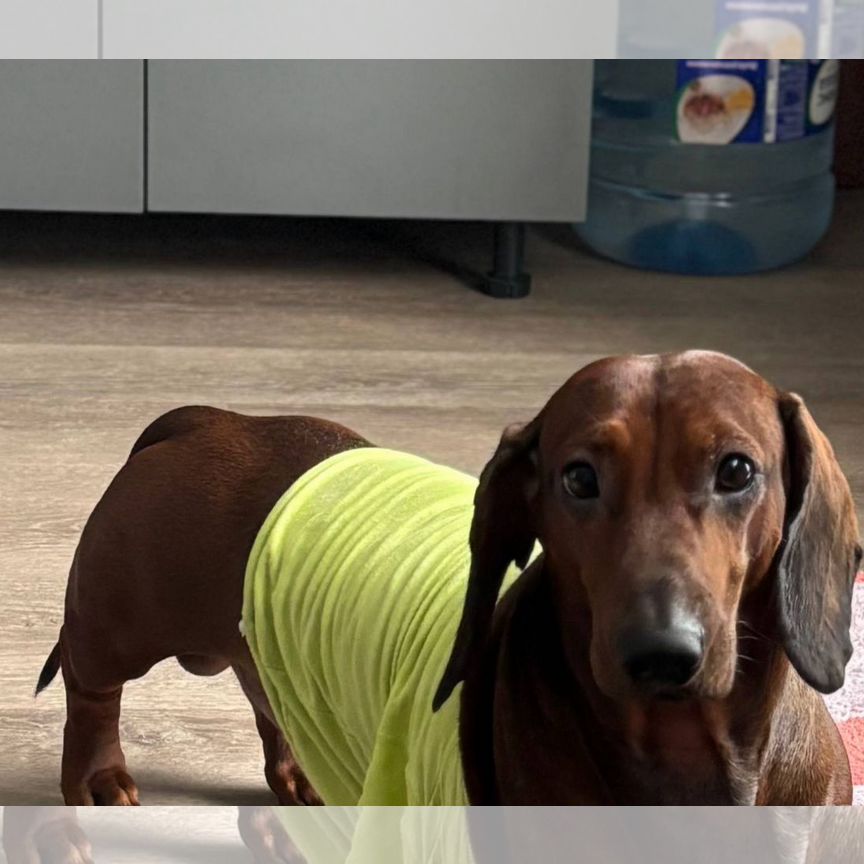 Такса, вязка