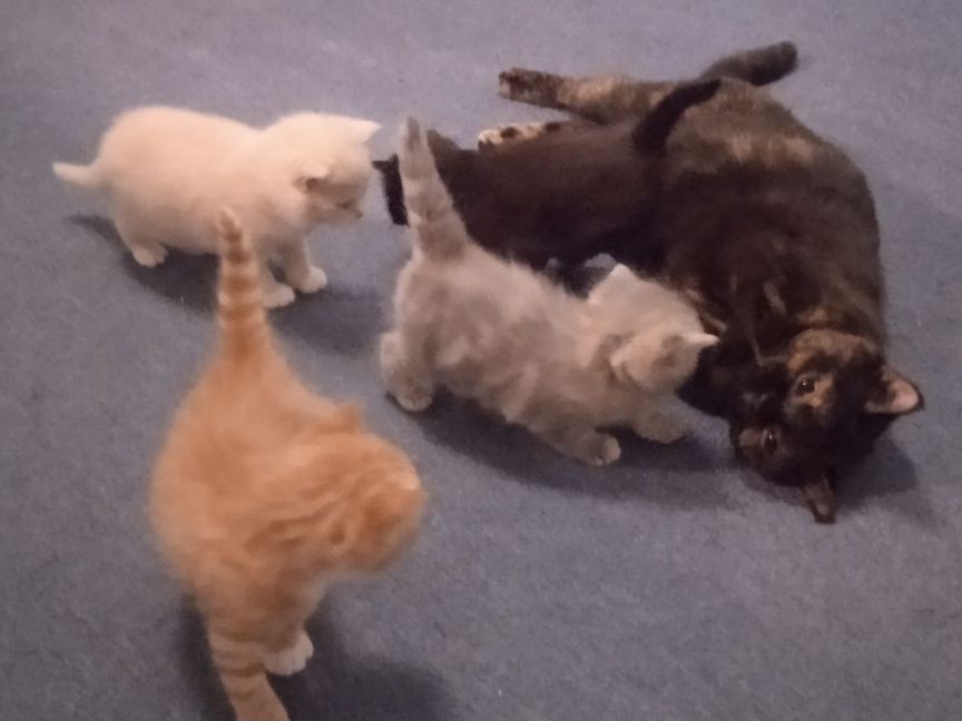 Котята