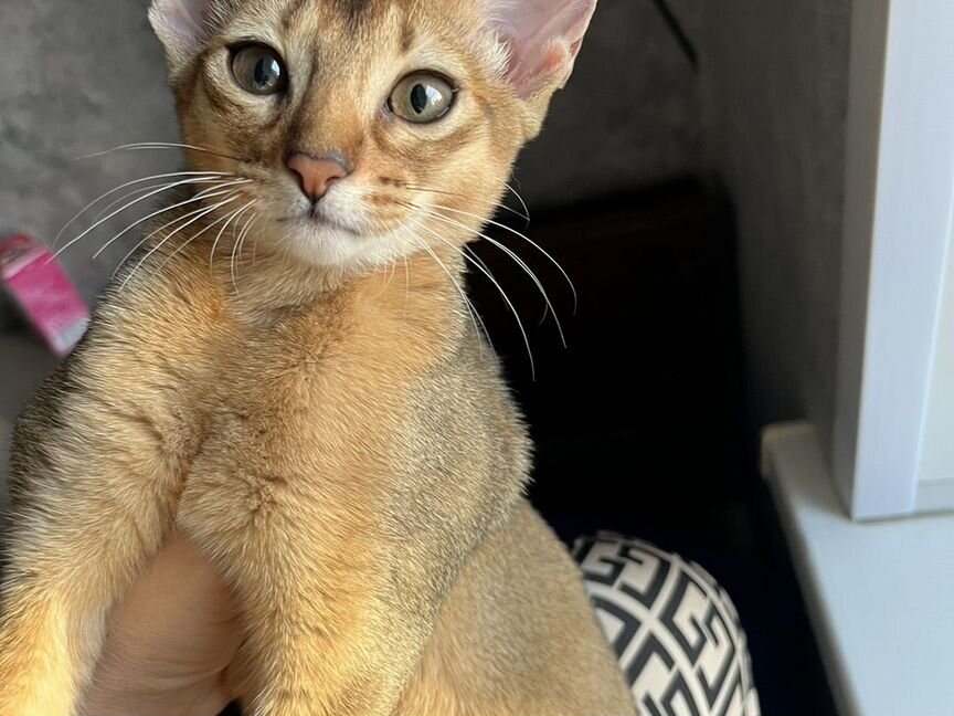 Абиссинская