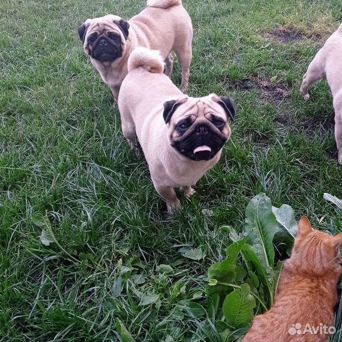 Мопс вязка мальчик