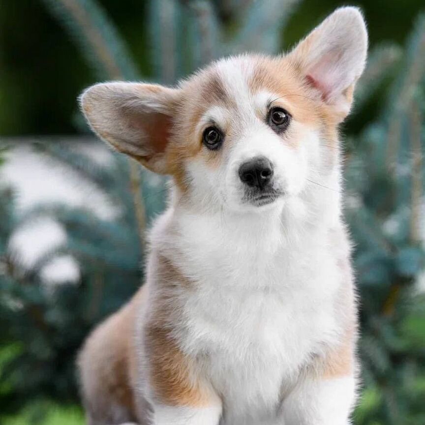 Вельш-корги пемброк мальчик