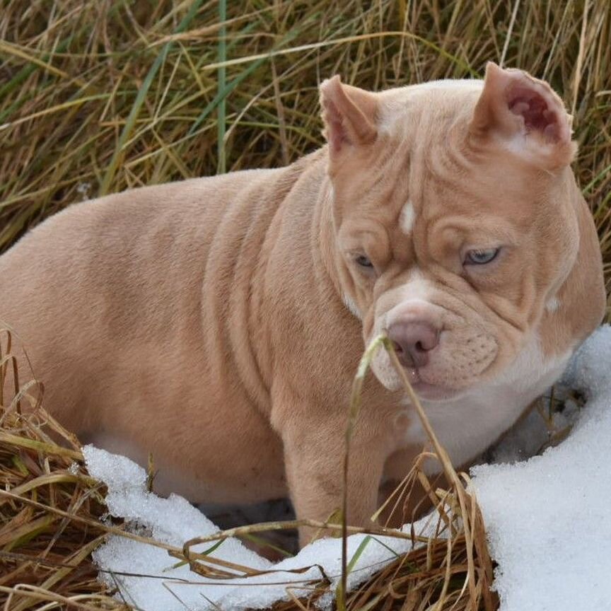 Американский булли, щенок