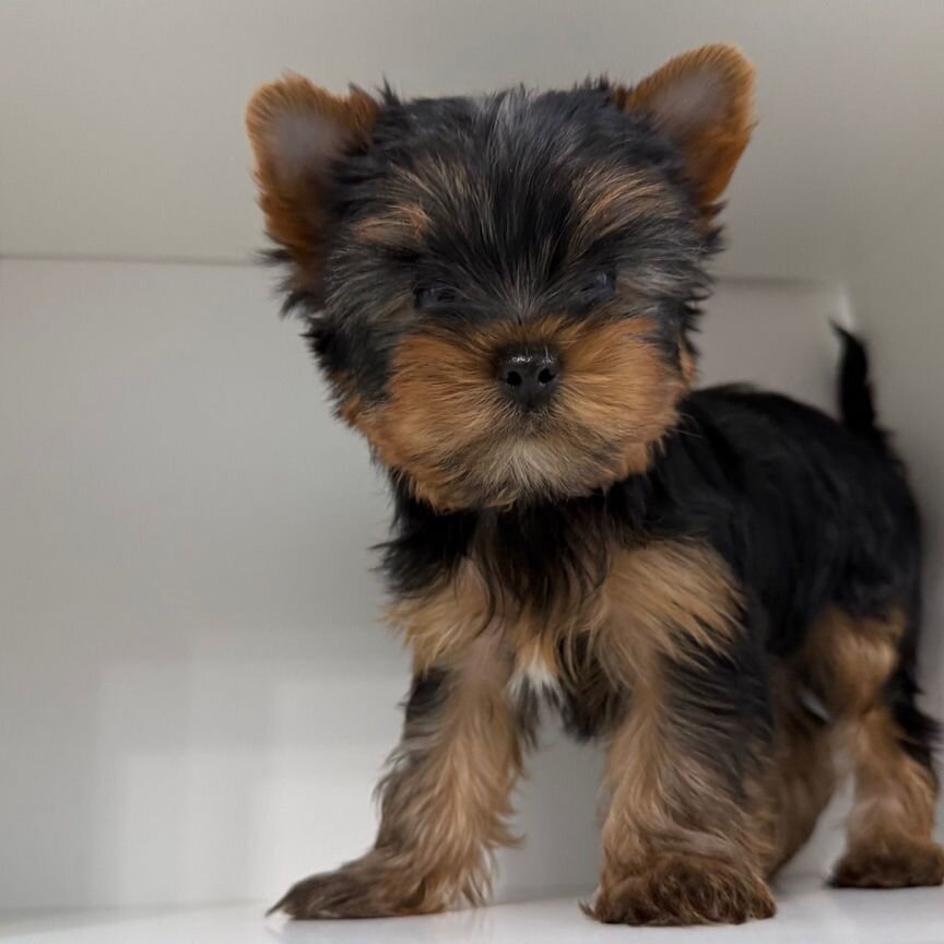 Мальчик мелкий станадрт