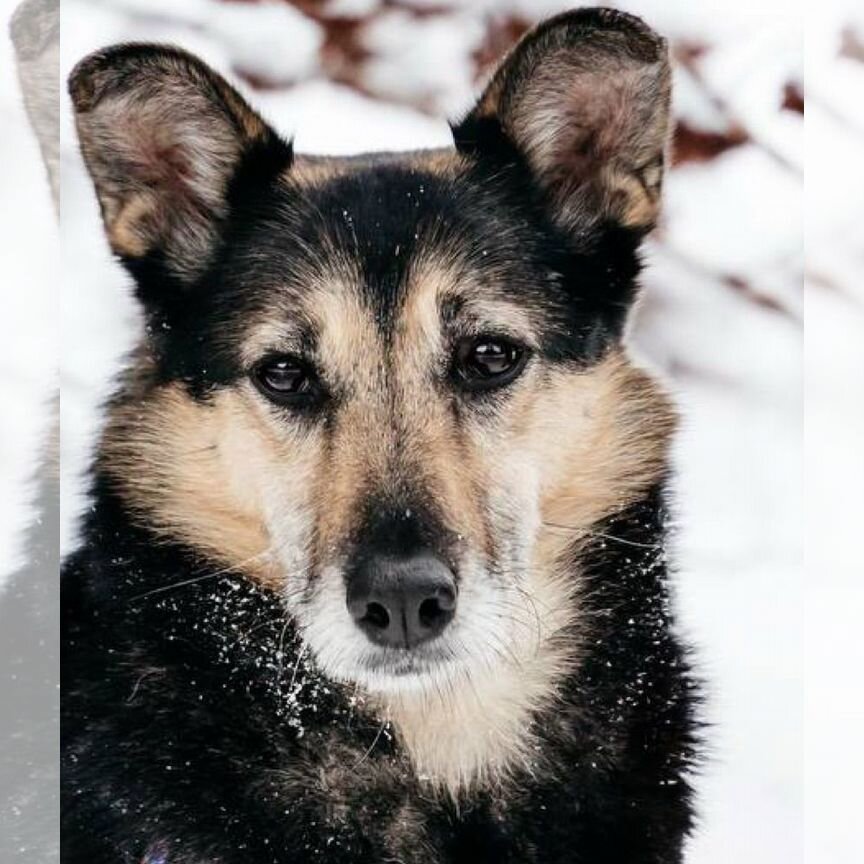 Взрослая собака в добрые руки