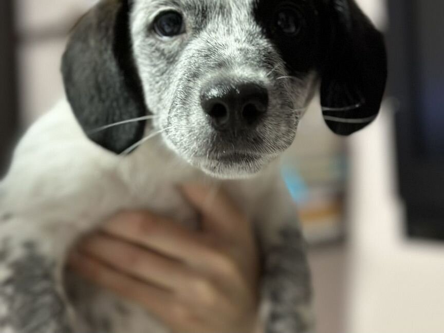 Собака в добрые руки бесплатно (не приют)