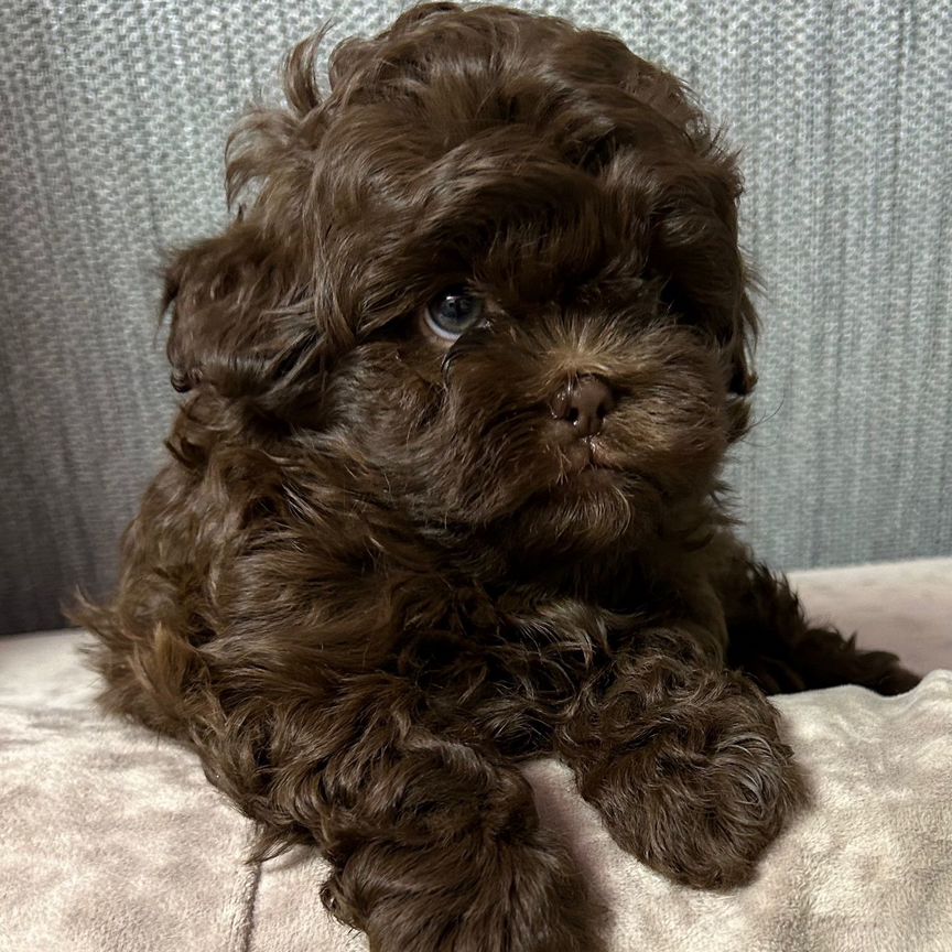 Мальтипу очаровашка