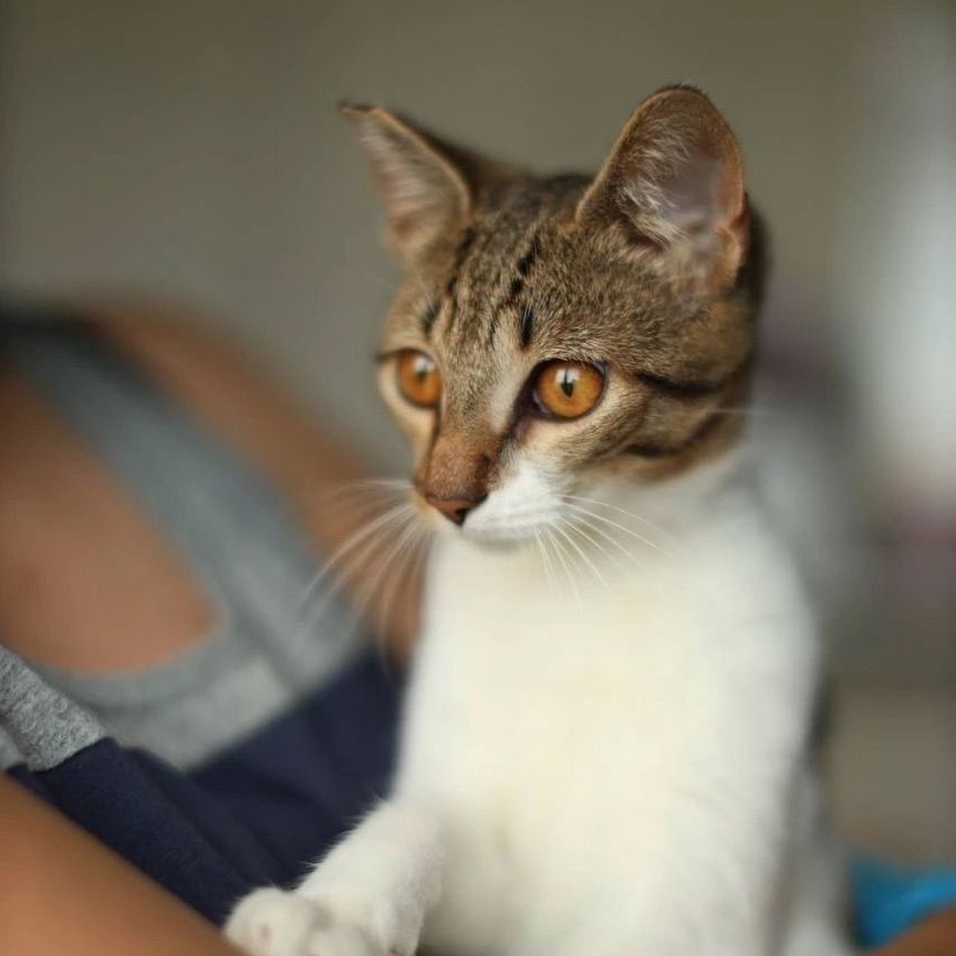 Котик ищет дом
