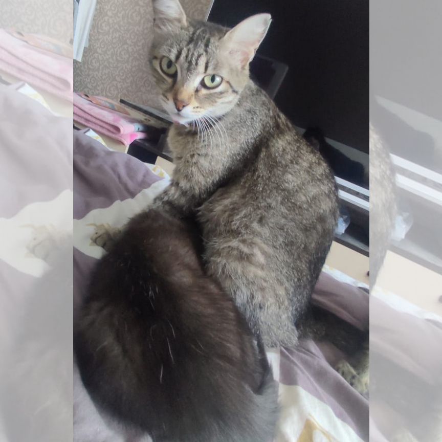 Отдам котят в добрые руки