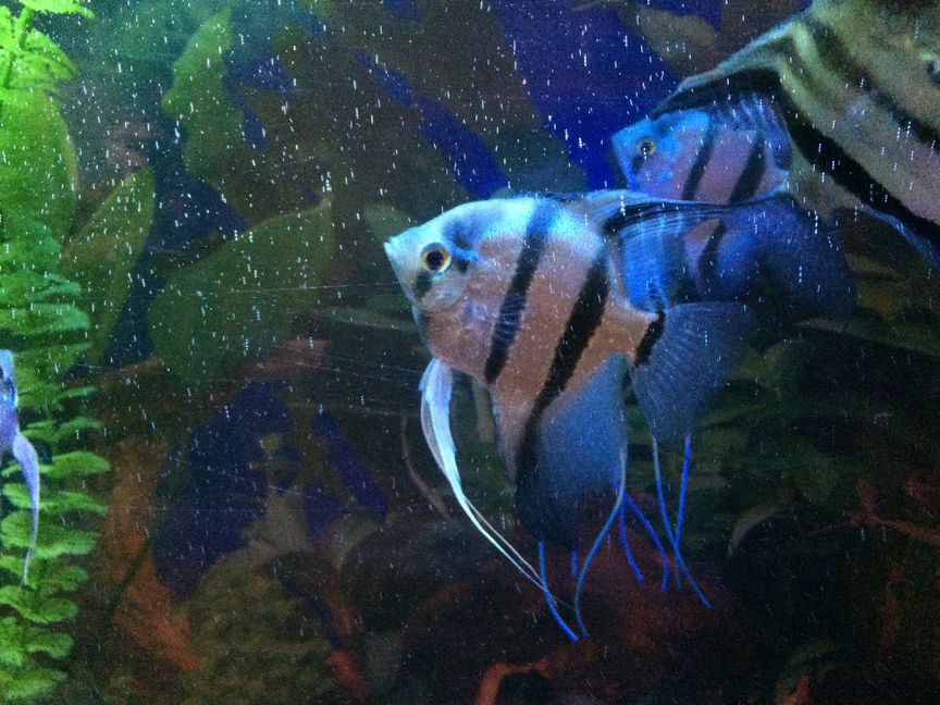 Скалярии Альтум и Голубые 5-6-7 см подростки 6 мц