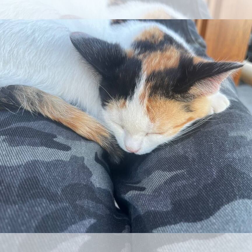 Котёнок девочка