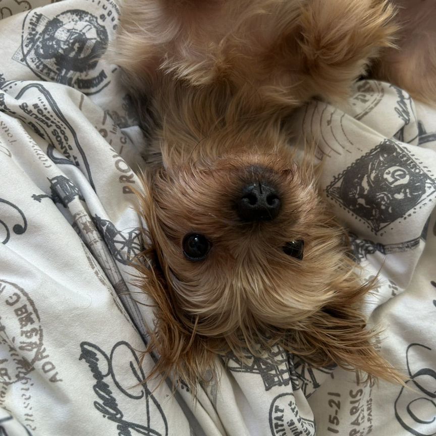 Вязка собак йоркшинский терьер