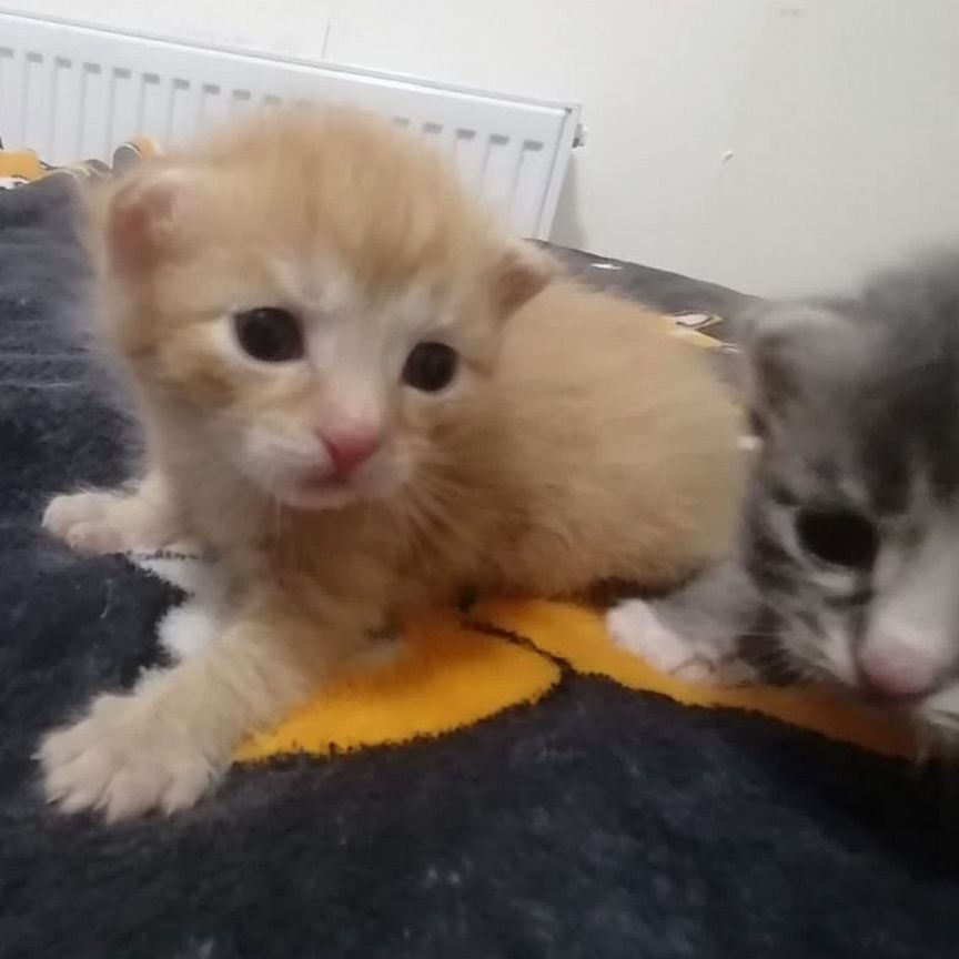 Котята в добрые руки мальчики и девочка