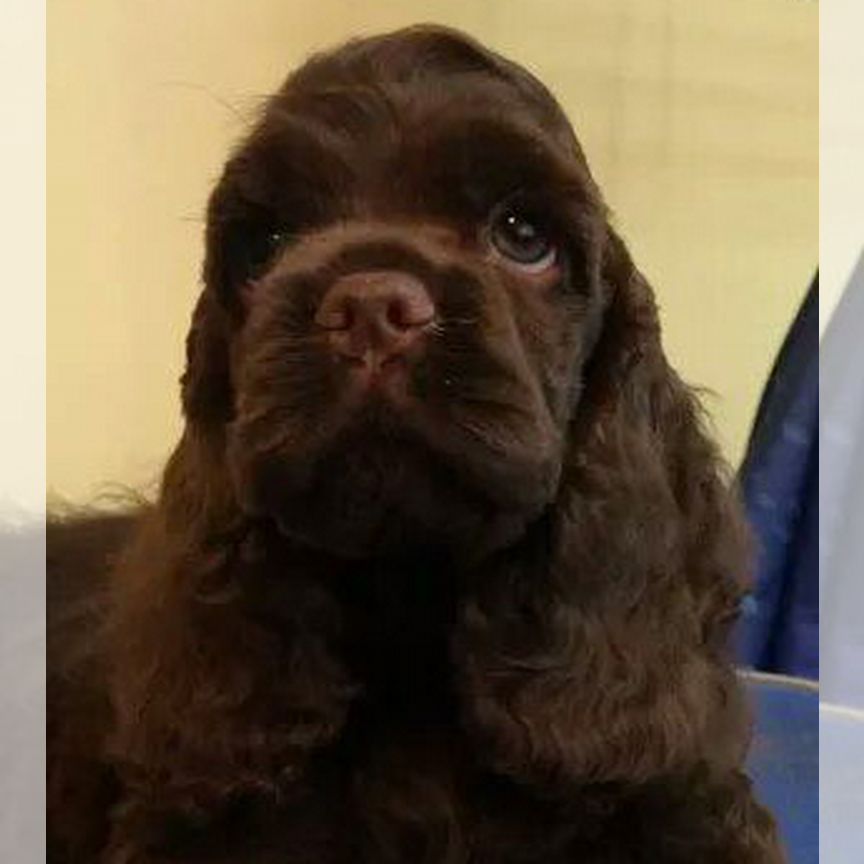 Кокер спаниель, щенок