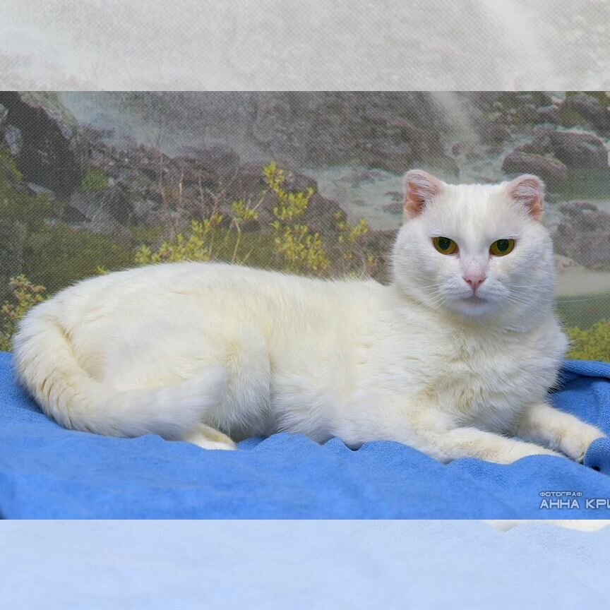 Белая кошечка