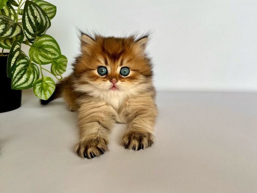 Золотые длинношерстные шиншиллы