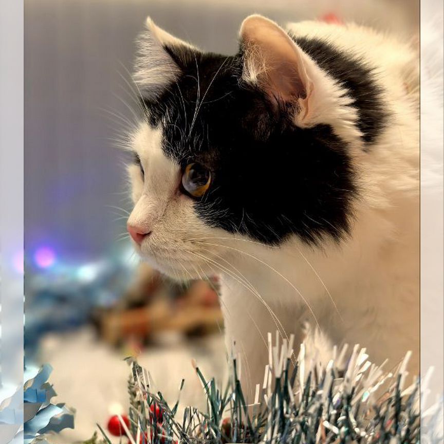 Пушистый котик Няшик кот в дар